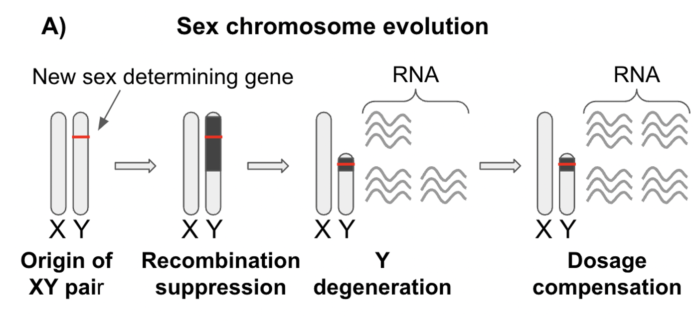 Vicoso Group – Sex-Chromosome Biology and Evolution